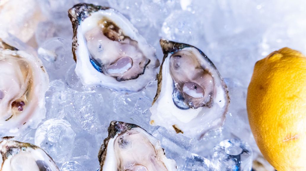 Oyster Pop-Ups - Wake Living