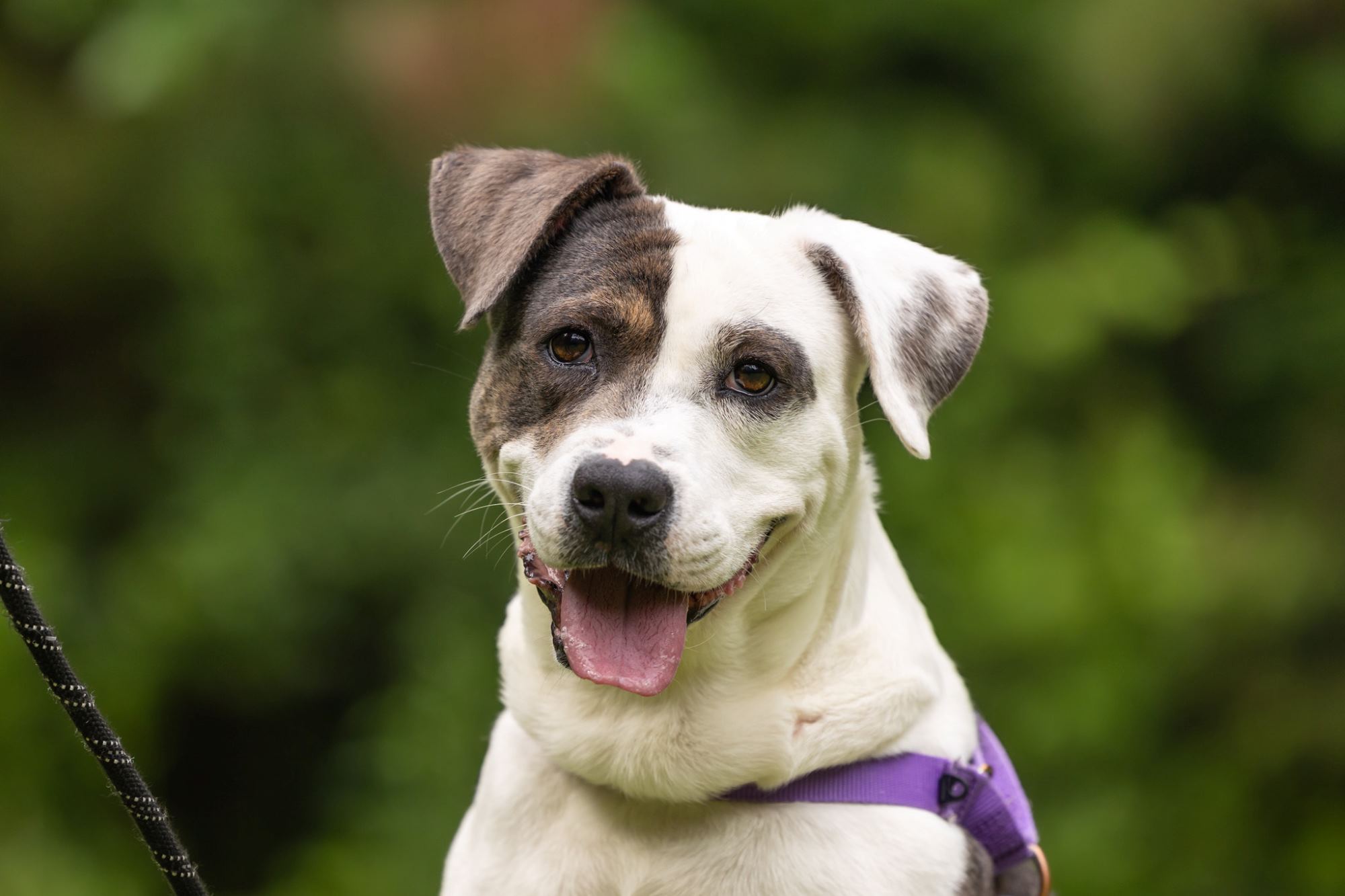 Adoptable Pet of the Week: Mr. 305 - Wake Living